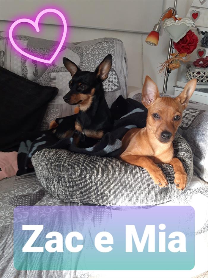 Pinscher-toy-pincher-mini-1-kg-adulto in vendita in Sports e hobby in ...