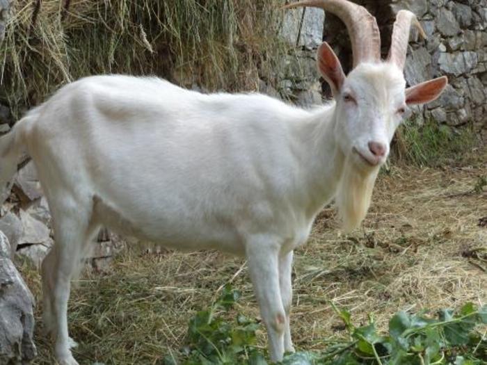 Capretta-saanen in vendita in Sports e hobby in Tutta Italia