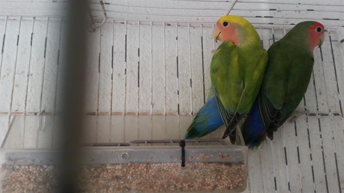 Voliera-piu-coppia-di-inseparabili in vendita in Sports e hobby in ...