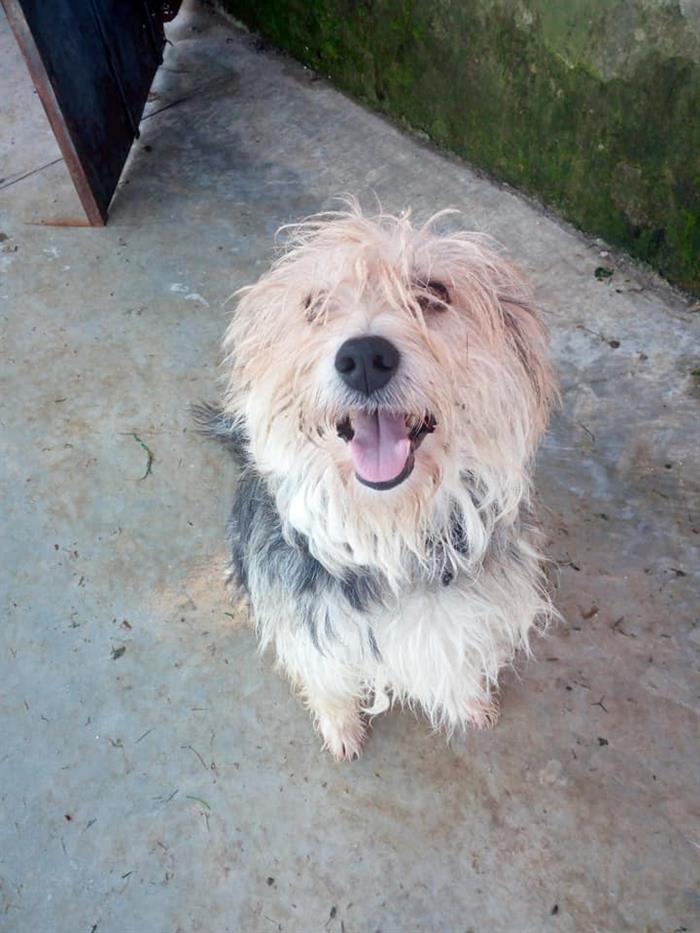 Incrocio-chiwawa-yorkshire in vendita in Sports e hobby in Tutta Italia