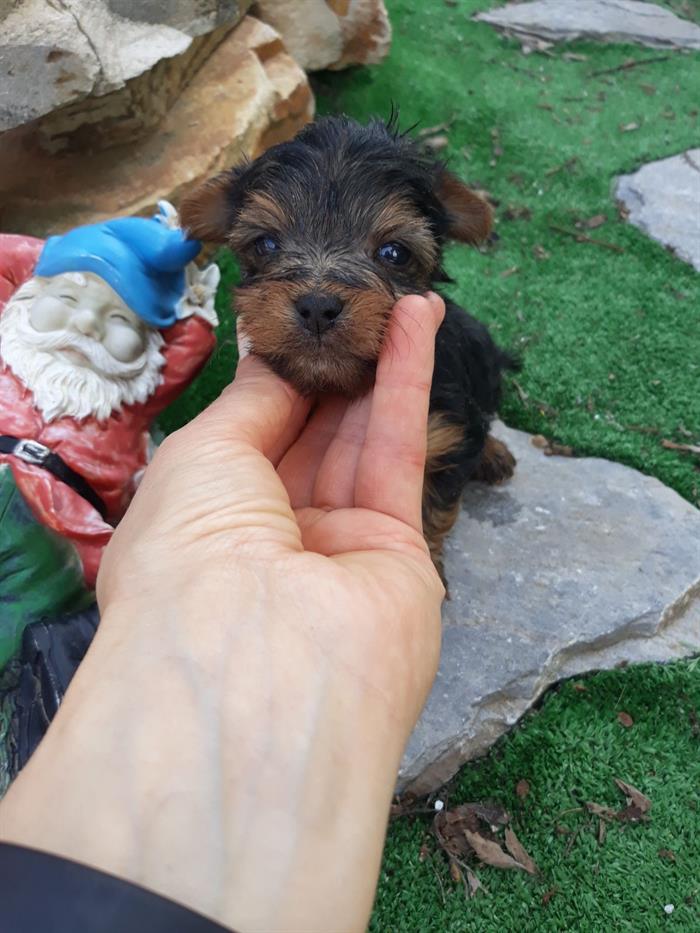 Maltipoo-mini-toy-pesa-max-2-5kg-da-adulto-66746016.htm in vendita a Cuneo