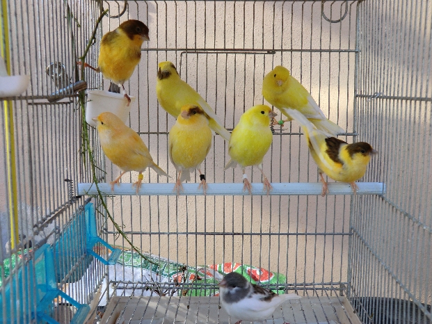 Canarini classici e di razza spagnola: animali in vendita a ...