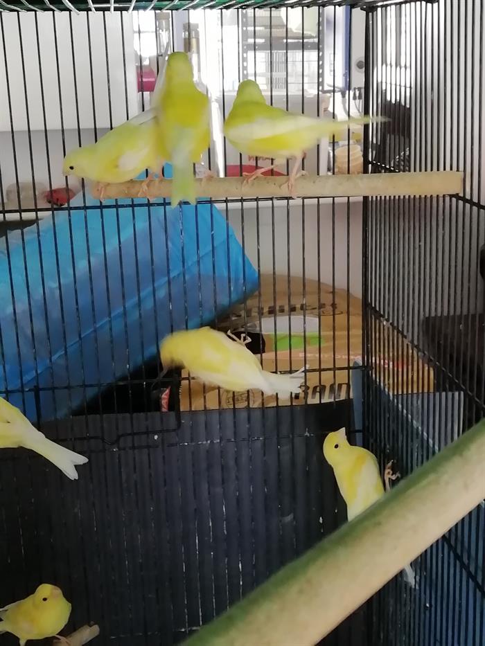 Novelli-canarini-portoghesi-arlecchino in vendita in Sports e hobby in ...